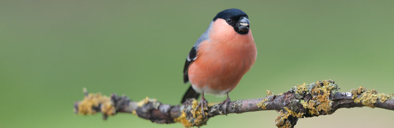 Gartenvögel | Vogel-Lexikon | Gartentiere