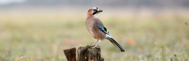 Gartenvögel | Vogel-Lexikon | Gartentiere