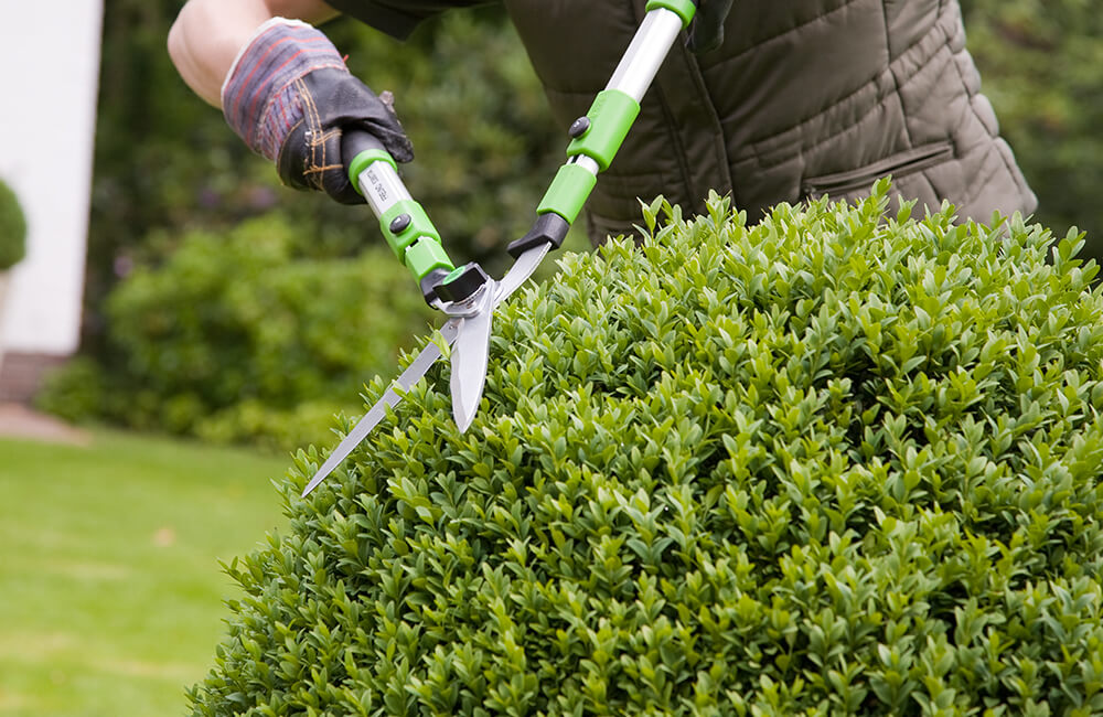 Wunderschãƒâne Wann Darf Man Eine Hecke Schneiden Bild